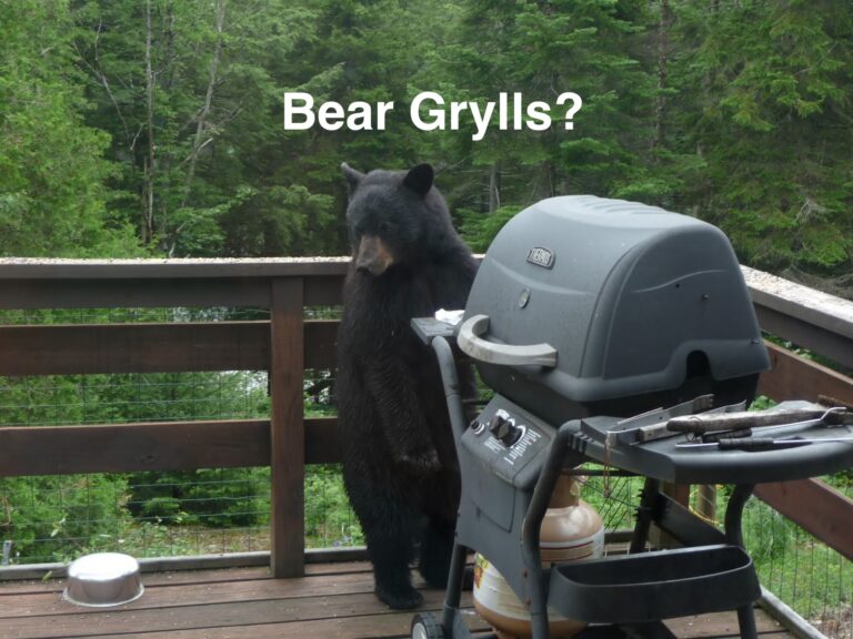 20 Bear Memes That Are Unbearably Hilarious and Adorable - Animals