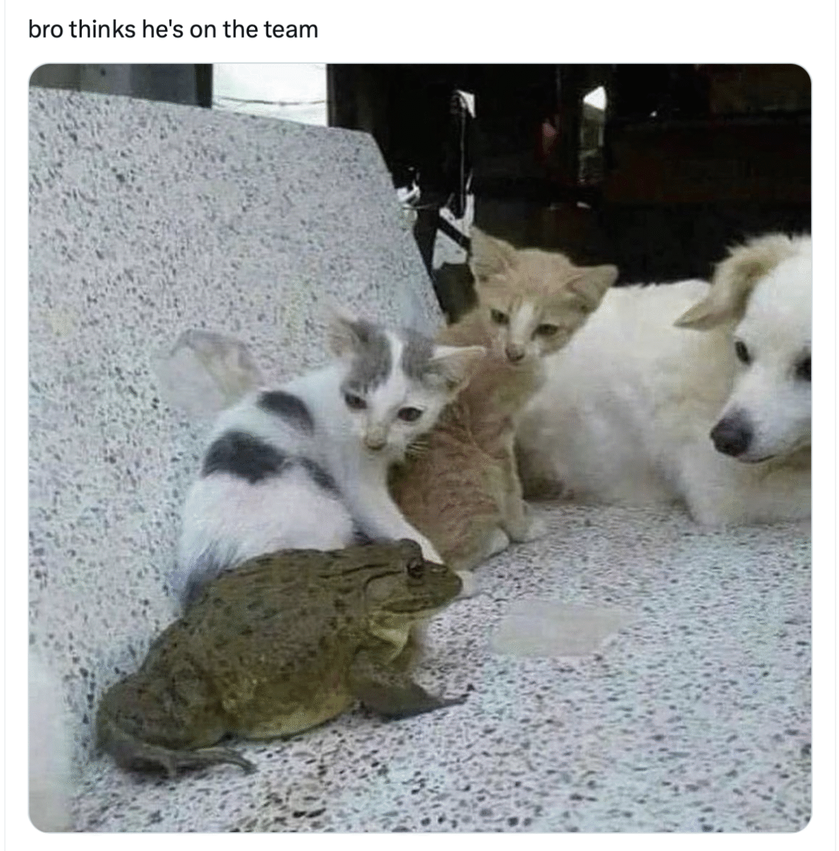 24 Mischievous Animal Memes That Prove Humor Knows No Species - Animals