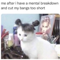 22 Haircut Memes to Lighten Your Locks - Epic Fails