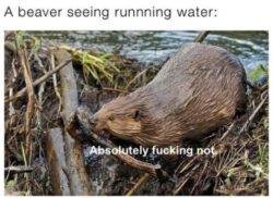 25 Dam Funny Beaver Memes to Celebrate International Beaver Day! - Animals