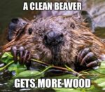 25 Dam Funny Beaver Memes to Celebrate International Beaver Day! - Animals
