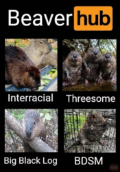 25 Dam Funny Beaver Memes to Celebrate International Beaver Day! - Animals