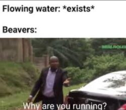 25 Dam Funny Beaver Memes to Celebrate International Beaver Day! - Animals
