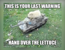 25 Hamster Memes That Will Make You Laugh Until Your Cheeks Hurt - Animals