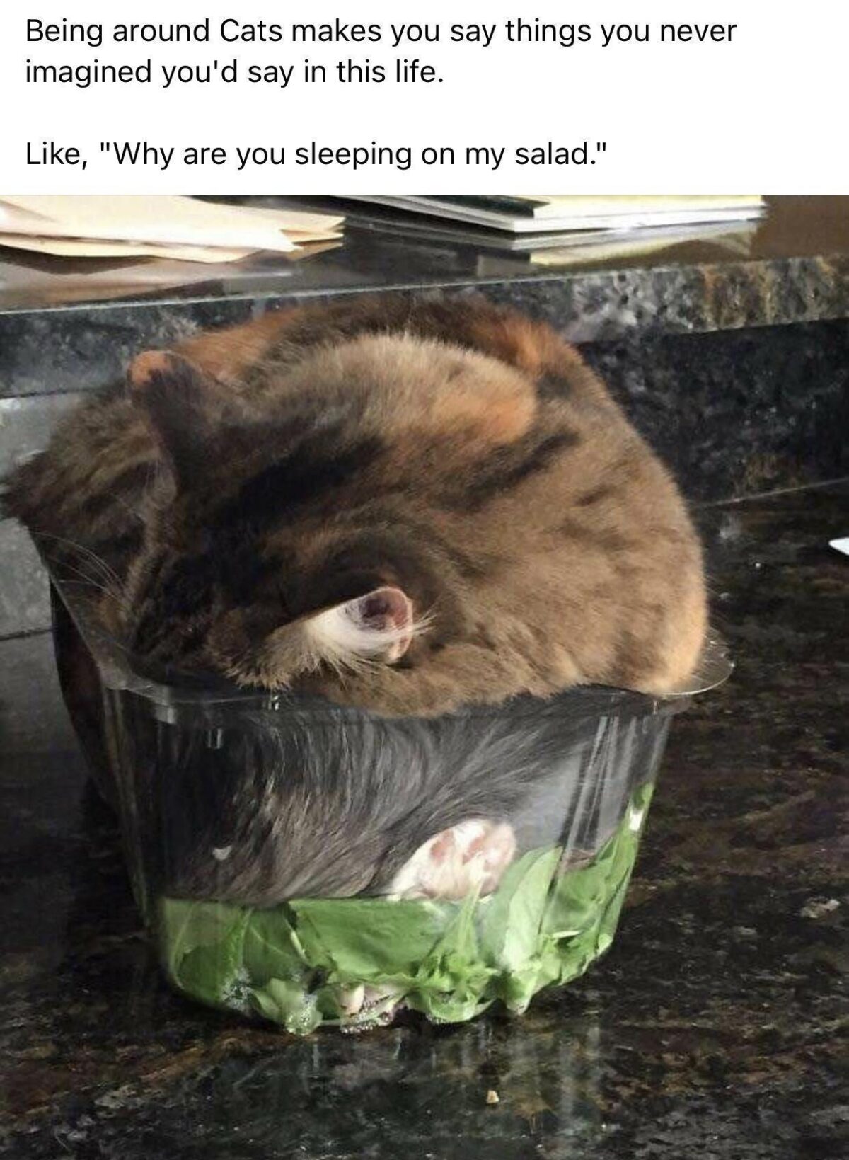 32 Pets Memes That Every Pet Parent Can Relate To - Animals