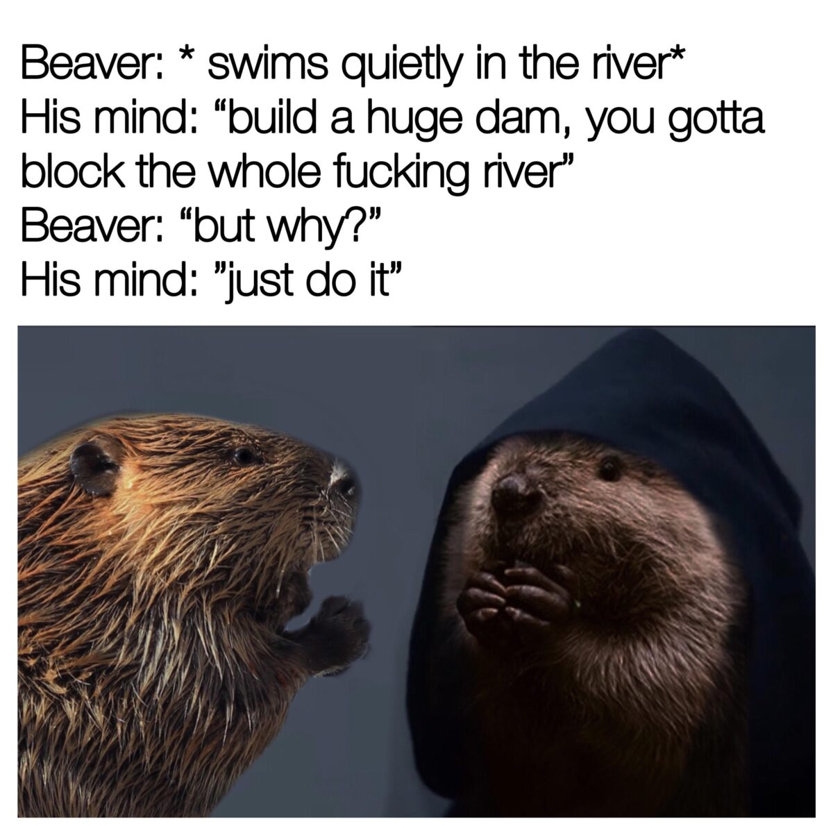 25 Dam Funny Beaver Memes to Celebrate International Beaver Day! - Animals