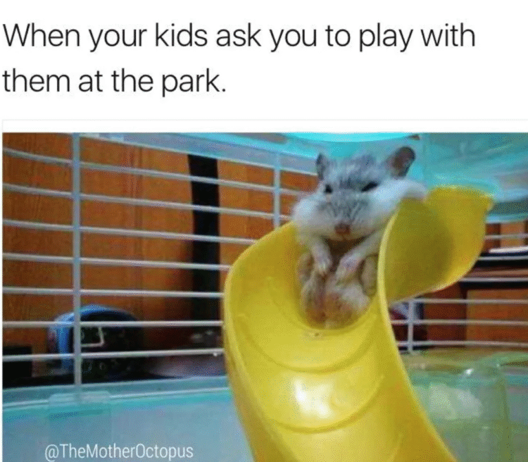 20 Funniest Hamster Memes for World Hamster Day - Animals