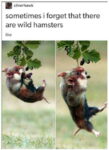 20 Funniest Hamster Memes for World Hamster Day - Animals