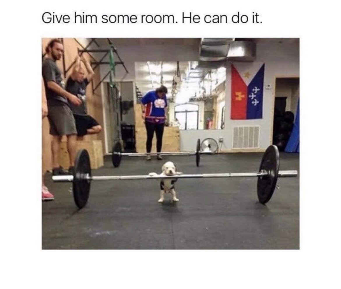 25 Doggo Memes That Will Make You Howl With Laughter - Animals