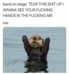 25 Dam Funny Beaver Memes to Celebrate International Beaver Day! - Animals