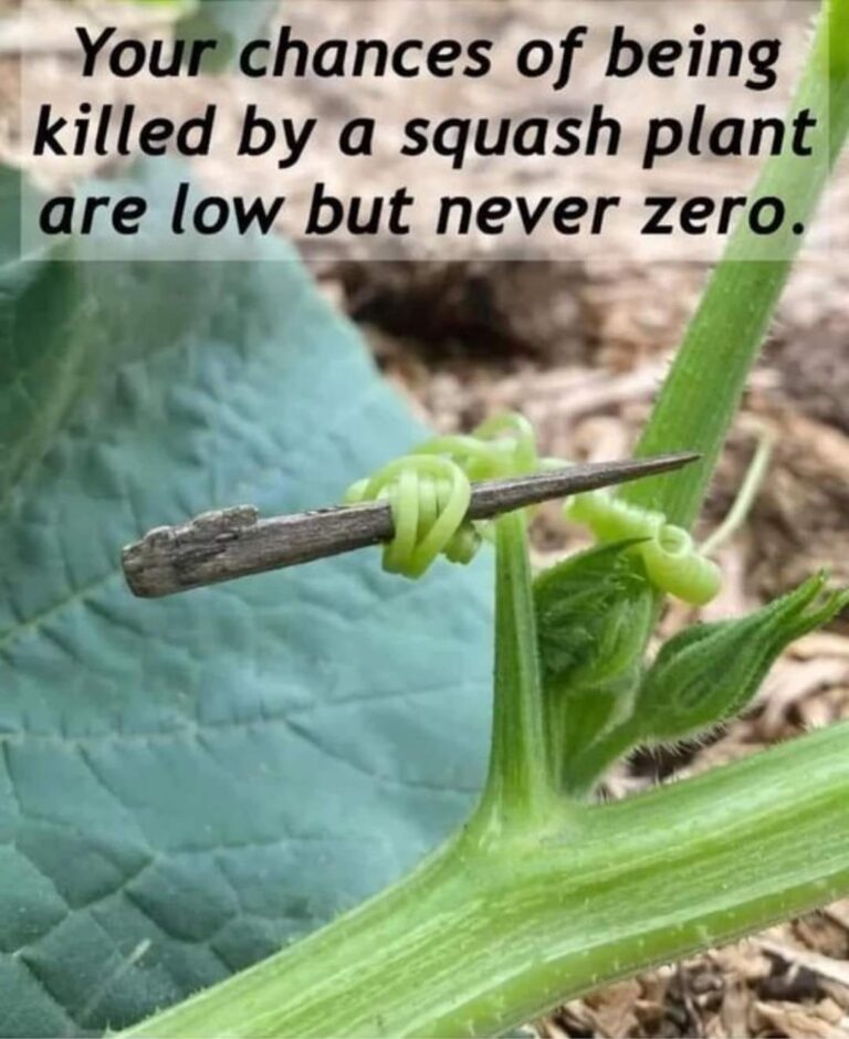 24 Nature Memes for Anyone Who Needs a Breath of Fresh Air - Funny