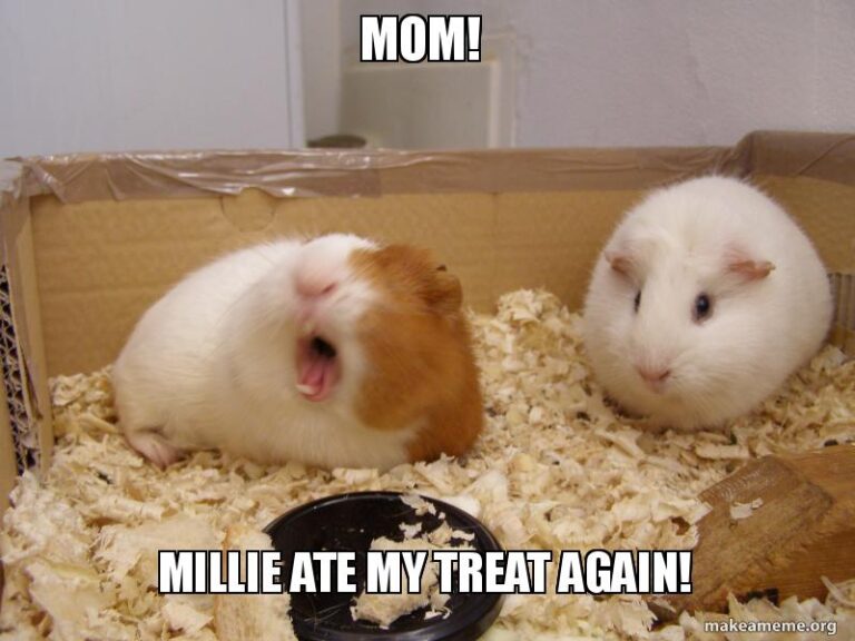 25 Hamster Memes That Will Make You Laugh Until Your Cheeks Hurt - Animals