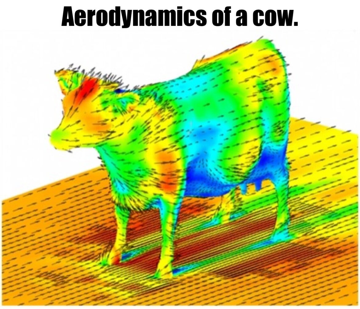 20 Funny Cow Memes That Will Moooove You to Laughter - Animals