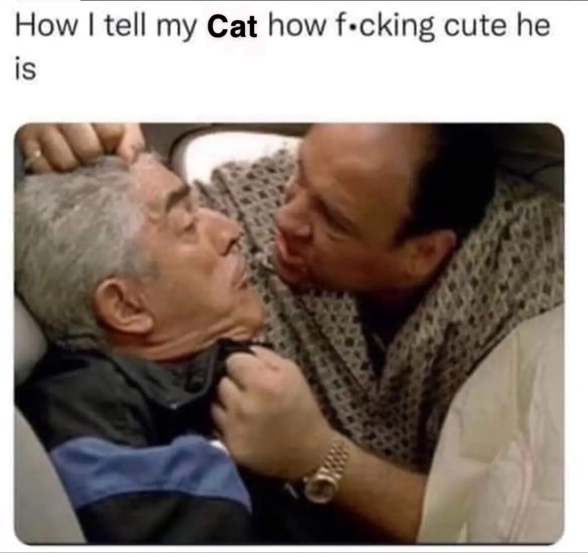 20 Best Cat Memes to Give You a Pawsitive Vibe - Animals