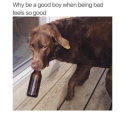 20 Clean Dog Memes for a Pawsitive Day! - Animals