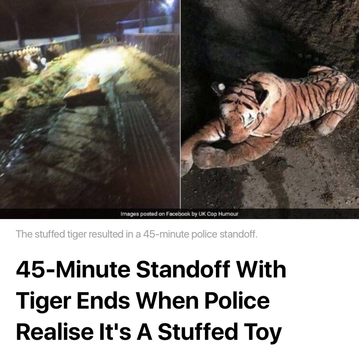 20 Tiger Memes to Turn Your International Tiger Day Into a Laugh Safari ...