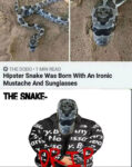 24 Snake Memes That Will Make You Sssmile on World Snake Day! - Animals