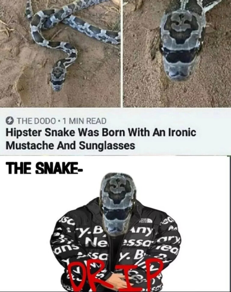 24 Snake Memes That Will Make You Sssmile on World Snake Day! - Animals