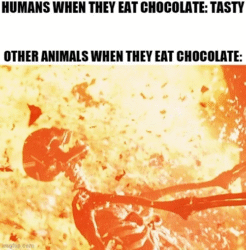 25 Chocolate Memes That Will Make Your International Chocolate Day ...