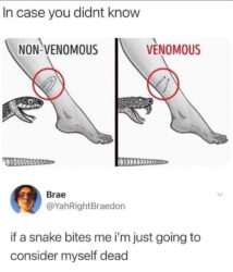 24 Snake Memes That Will Make You Sssmile on World Snake Day! - Animals