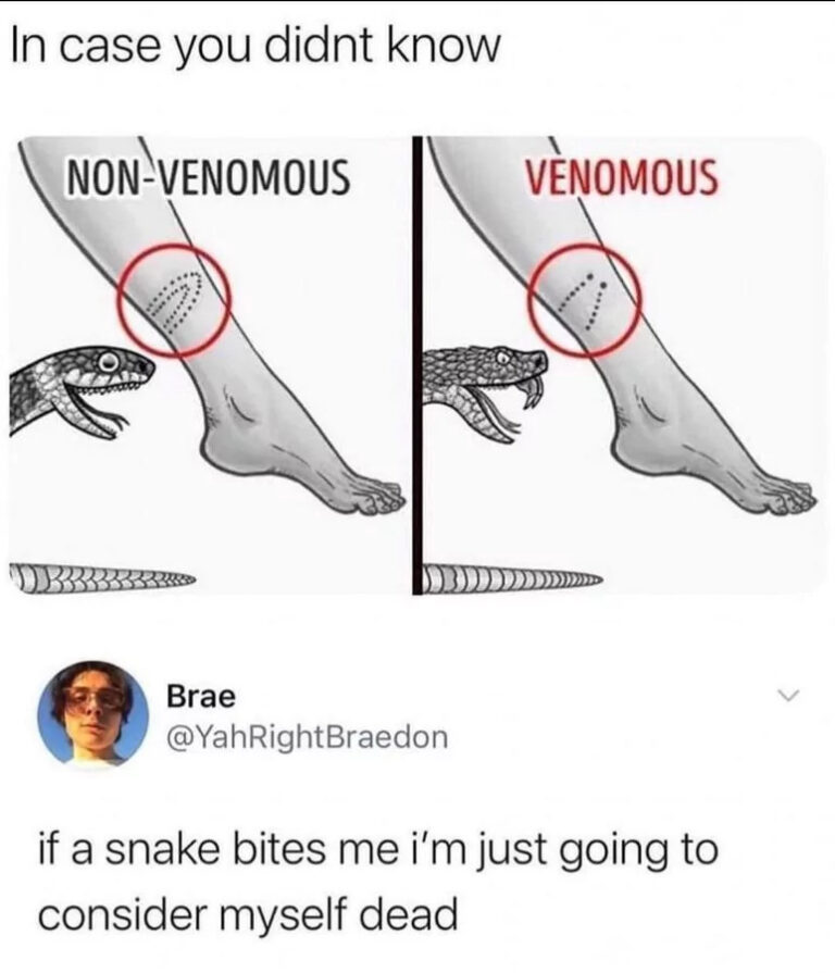 24 Snake Memes That Will Make You Sssmile on World Snake Day! - Animals