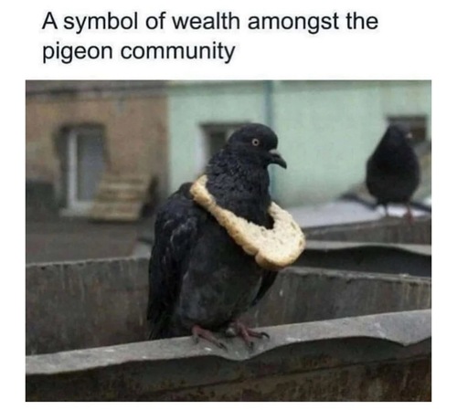 20 Memes That'll Make Your Laugh Echo - Funny