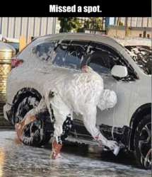 20 Car Wash Memes That’ll Make You Wet with Laughter - Auto Memes