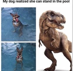 20 Swimming Pool Memes to Keep Your Laughs Above Water - Funny