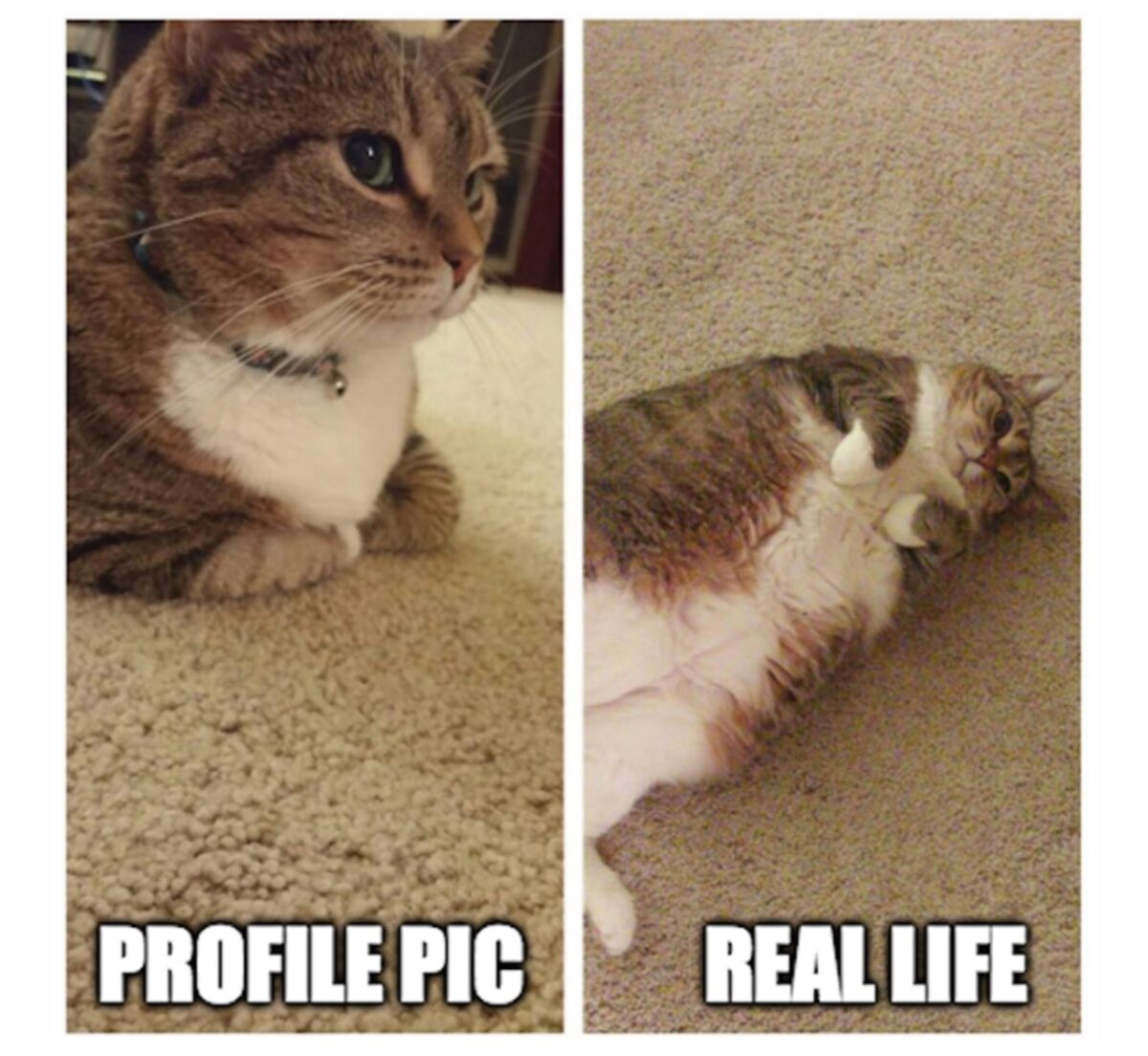20 Fat Cat Memes That Outweigh Your Problems - Animals