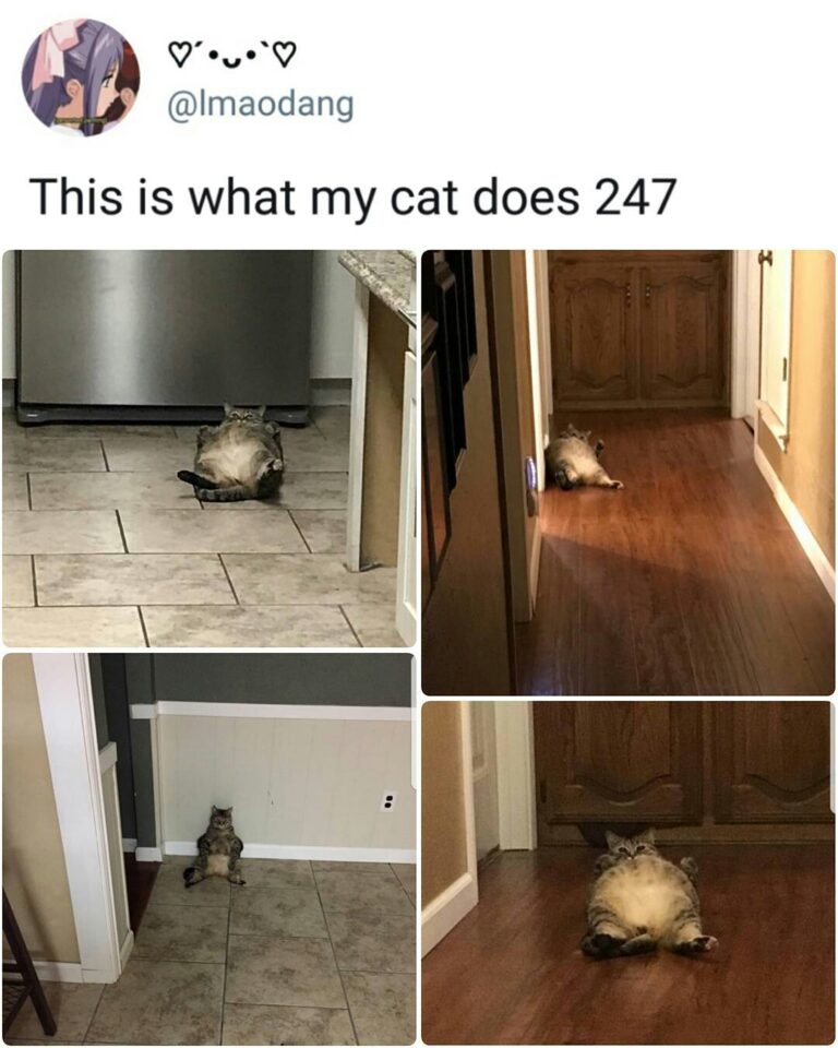 20 Fat Cat Memes That Outweigh Your Problems - Animals