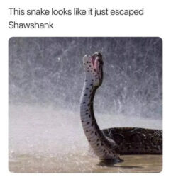 24 Snake Memes That Will Make You Sssmile on World Snake Day! - Animals