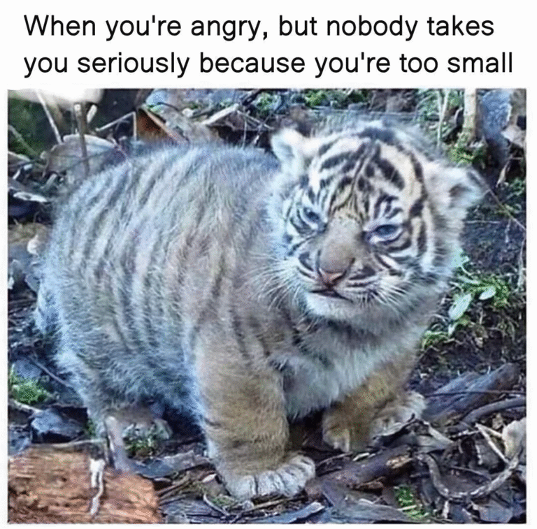 20 Tiger Memes to Turn Your International Tiger Day Into a Laugh Safari ...