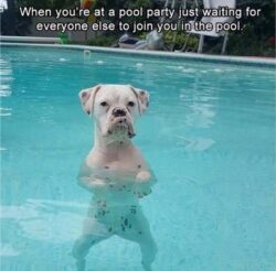 20 Swimming Pool Memes to Keep Your Laughs Above Water - Funny