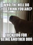 20 Angry Memes to Help You Rage with Laughter - Funny