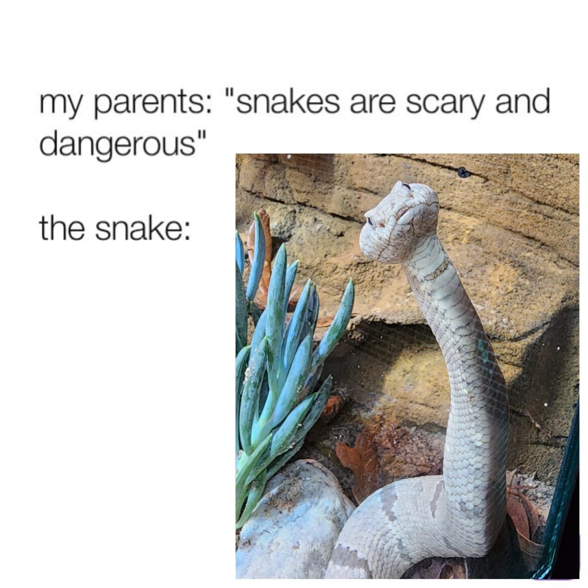 24 Snake Memes That Will Make You Sssmile on World Snake Day! - Animals