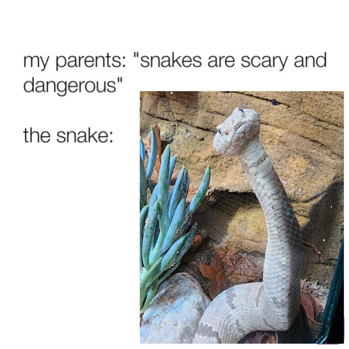 24 Snake Memes That Will Make You Sssmile on World Snake Day! - Animals