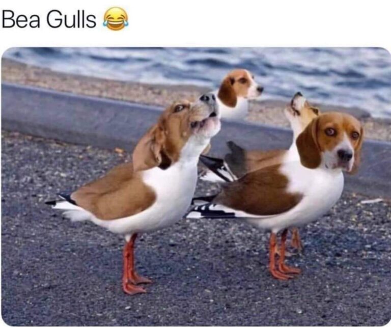 35 Corny Memes That You Cant Help But Laugh At - Epic Fails