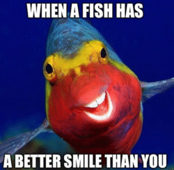 25 Fish Memes That Are the Catch of the Day - Animals