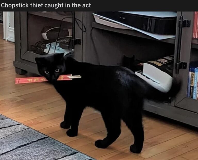 35 Cat Memes to Pounce on for International Cat Day Giggles - Animals