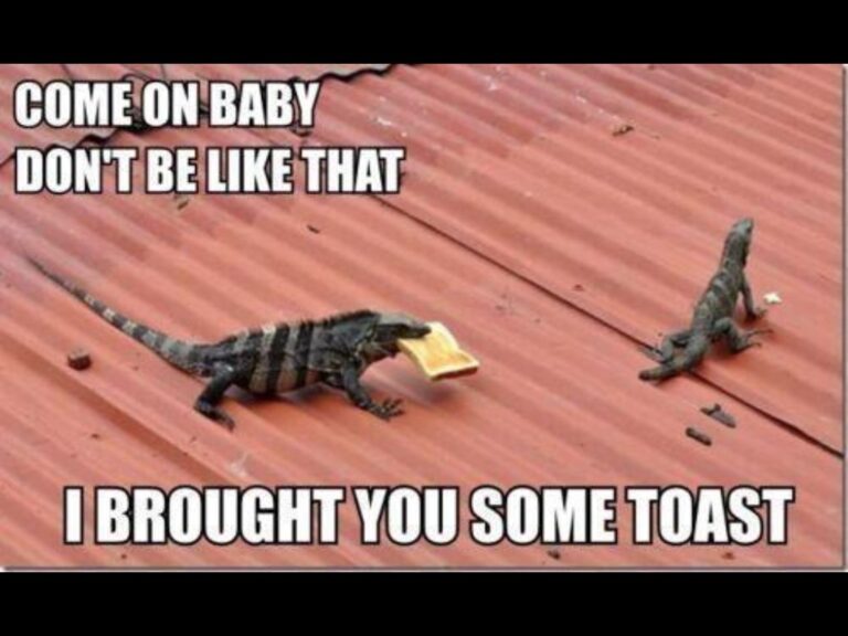 30 Lizard Memes to Honor World Lizard Day - Animals