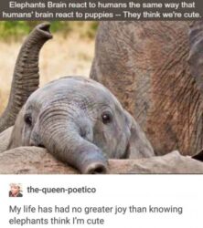 24 Elephant Memes for a Mammoth Laugh on World Elephant Day - Animals