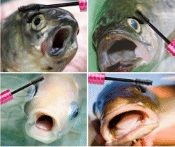 25 Fish Memes That Are the Catch of the Day - Animals