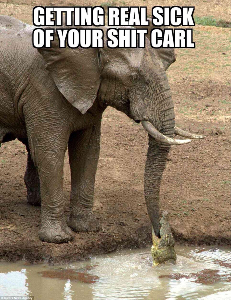 24 Elephant Memes for a Mammoth Laugh on World Elephant Day - Animals