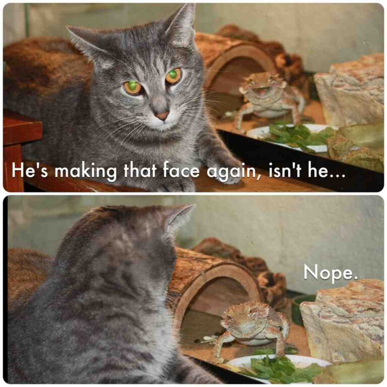 30 Lizard Memes to Honor World Lizard Day - Animals