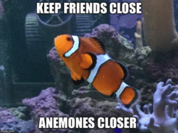 25 Fish Memes That Are the Catch of the Day - Animals