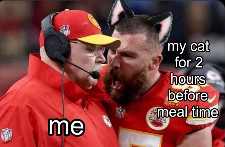 35 Cat Memes to Pounce on for International Cat Day Giggles - Animals