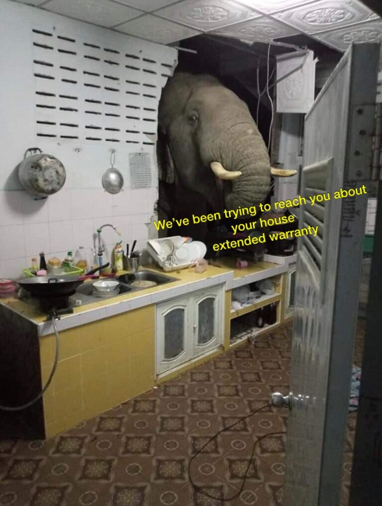 24 Elephant Memes for a Mammoth Laugh on World Elephant Day - Animals