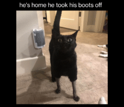 20 Crazy Cat Memes That Will Take Your Breath Away (From Laughing ...