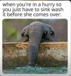 24 Elephant Memes for a Mammoth Laugh on World Elephant Day - Animals