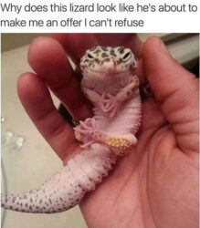 30 Lizard Memes to Honor World Lizard Day - Animals